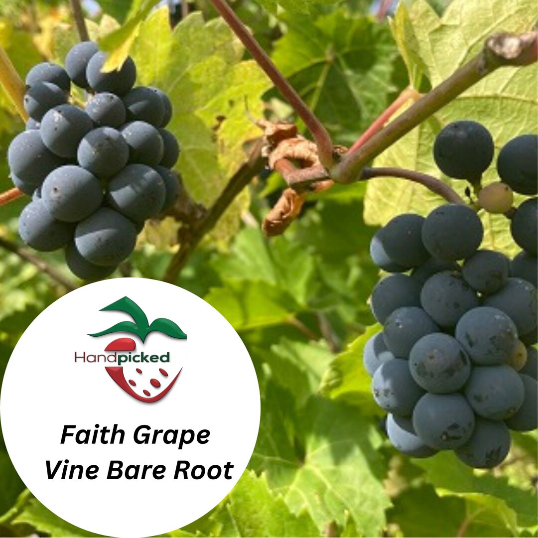 FAITH Grape Vine 1 Bare Root Live Plant - Etsy