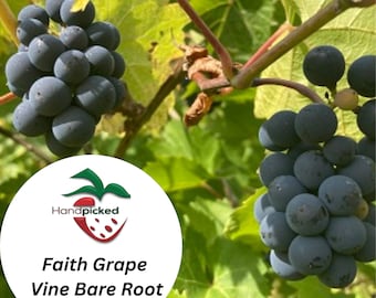 NIAGARA Grape Vine 1 Bare Root Live Plant - Etsy