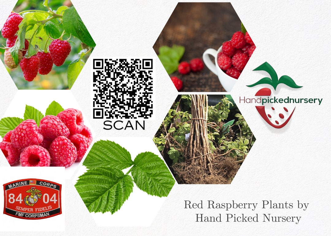 5 Joan J Raspberry Plant - Bare Root - Etsy