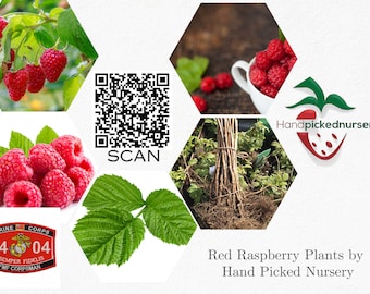 5 Raspberry Plants Joan J Completely Thornless, Everbearing, High ...