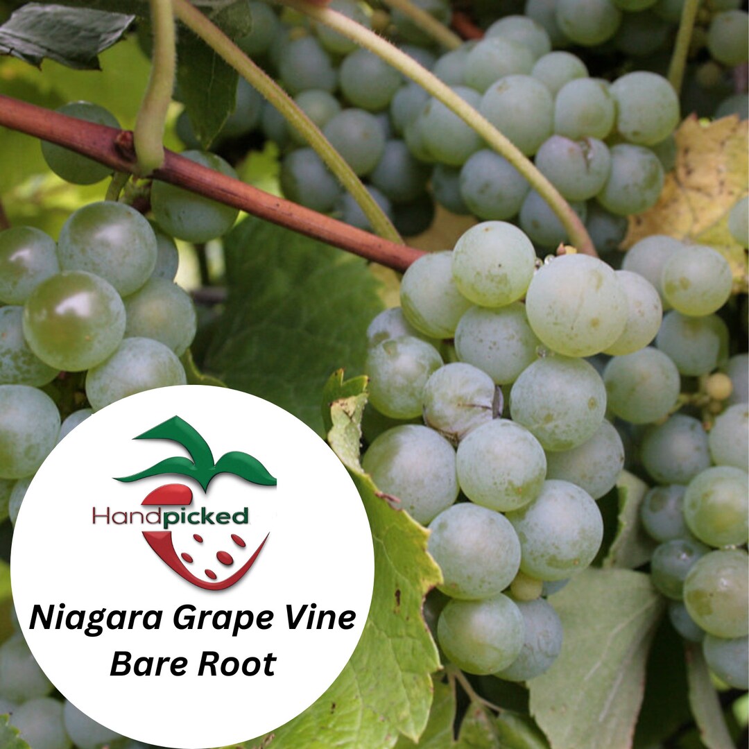 2 NIAGARA Grape Vine - 2 Bare Root Live Plants - Buy 4 Get 1 Free ...