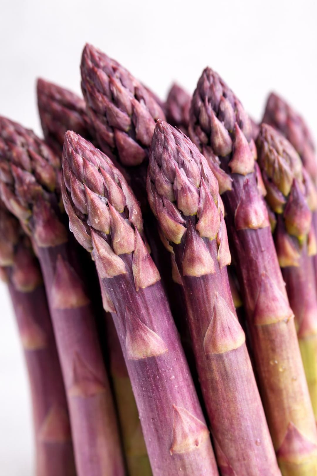 10 Purple Pacific Asparagus Crowns - 2 Year Bare Root Plants - Sweet ...