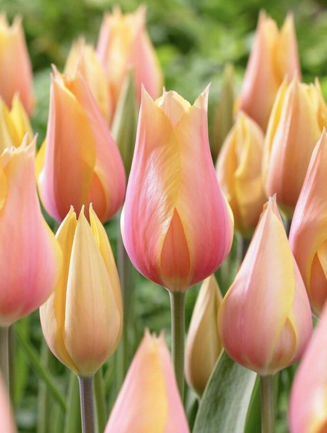 Tulip Single Late 'blushing Lady' Size 12/ Cm 25 Bulbs Buy 4 Sets Get 1 Set for Free Free ...