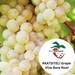 BLUEBELL Grape Vine 1 Bare Root Live Plant PREORDER Ship in April - Etsy