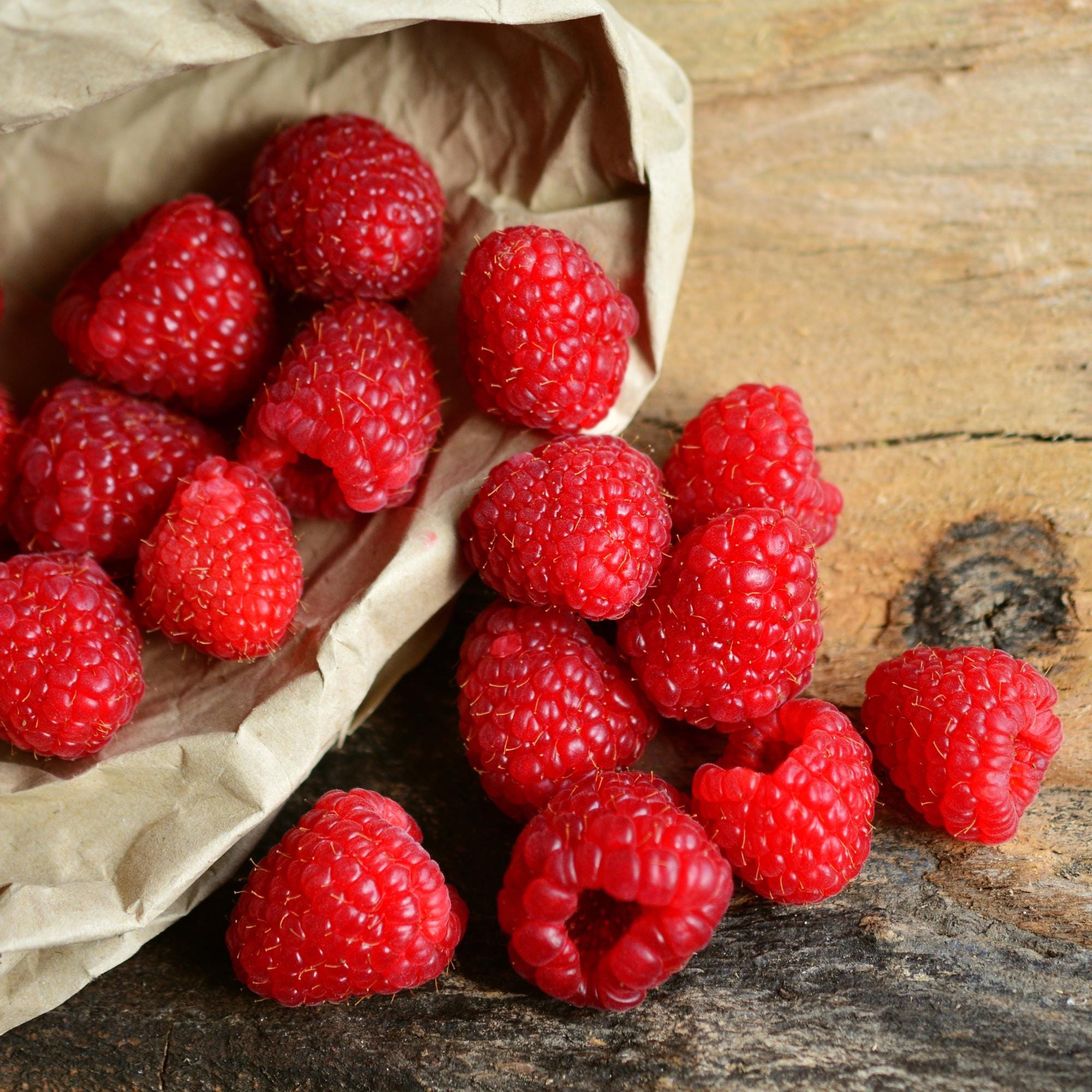 5 Heritage Red Raspberry Plant - NON GMO Bare Root Cane, 1-year-old ...