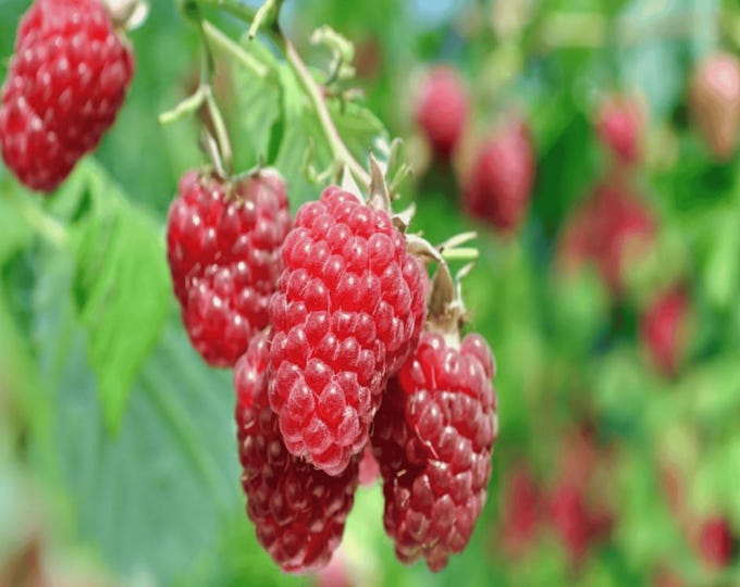 3 Raspberry Plants "joan J"-completely Thornless, Everbearing, High ...