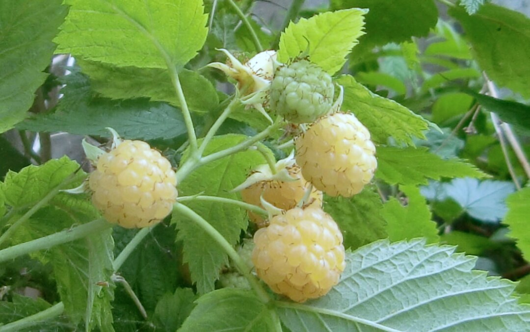 Golden-raspberry-plant-anne-non-gmo-buy-4-get-1 - Etsy