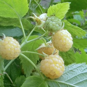 Golden-raspberry-plant-anne-non-gmo-buy-4-get-1 - Etsy