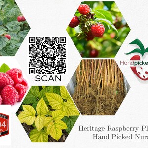 1 Heritage Red Raspberry Plant - NON GMO - Buy 4 Get 1 FREE - Etsy