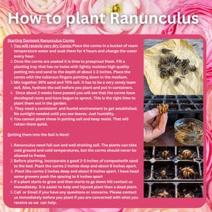 25 Ranunculus Mixed Shade Bulbs - Buy 4 Get 1 Free - Etsy