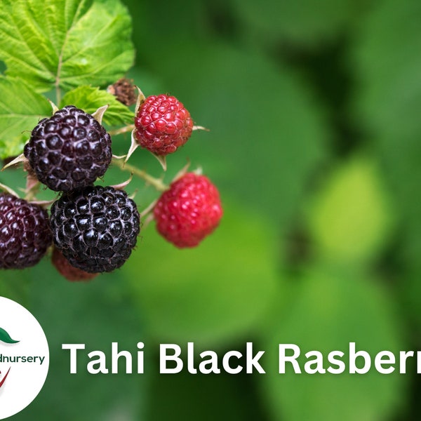 Black Raspberry Plant - Etsy