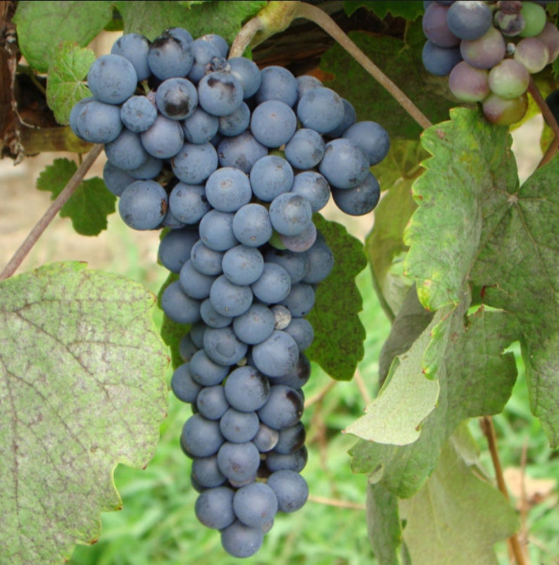 Bluebell Grape Vine – Bare Root Grape Plants – Early Concord-type Sweet ...