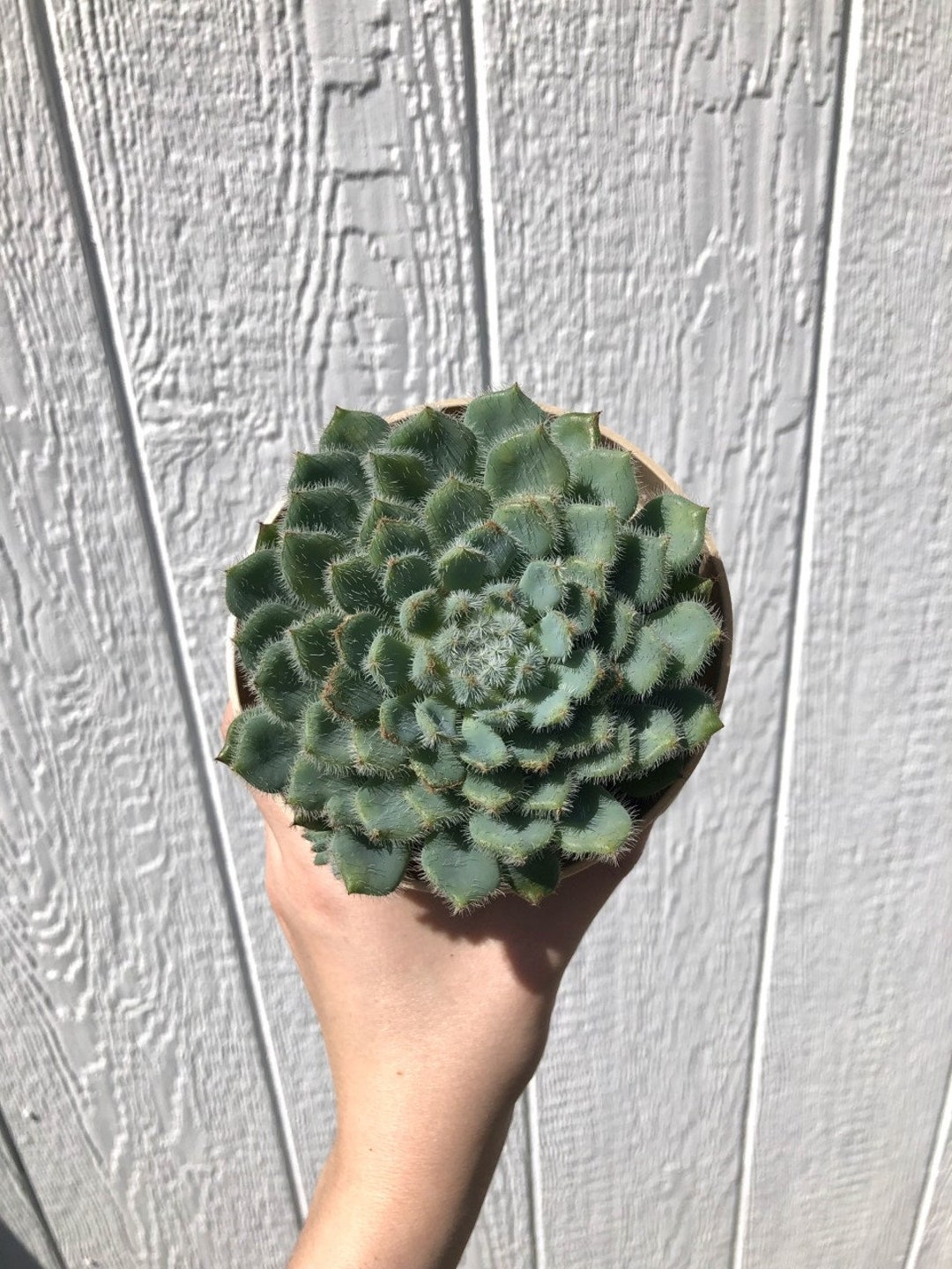 Echeveria Setosa "fo-42" Succulent - 3.5 Inch Potted Succulent Plant ...