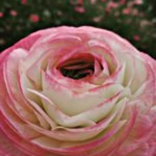 Ranunculus Aviv Rose Buy 4 Get 1 Free - Etsy