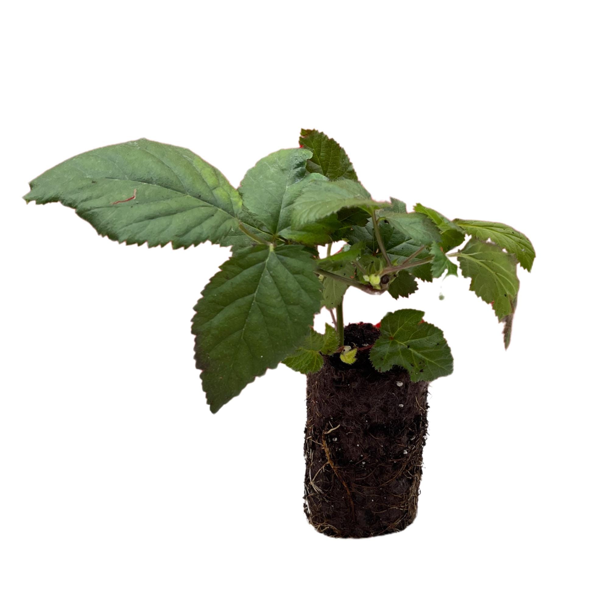 Ponca Blackberry Bare Root Plants – Thornless Early Season Variety ...