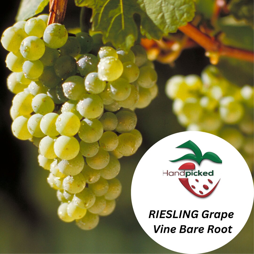 RIESLING Grape Vine - 1 Bare Root Live Plant - Buy 4 Get 1 Free ...