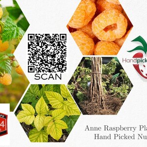 1 Gallon Potted Anne Golden Raspberry Plant NON GMO Buy 3 Get 1 FREE - Etsy