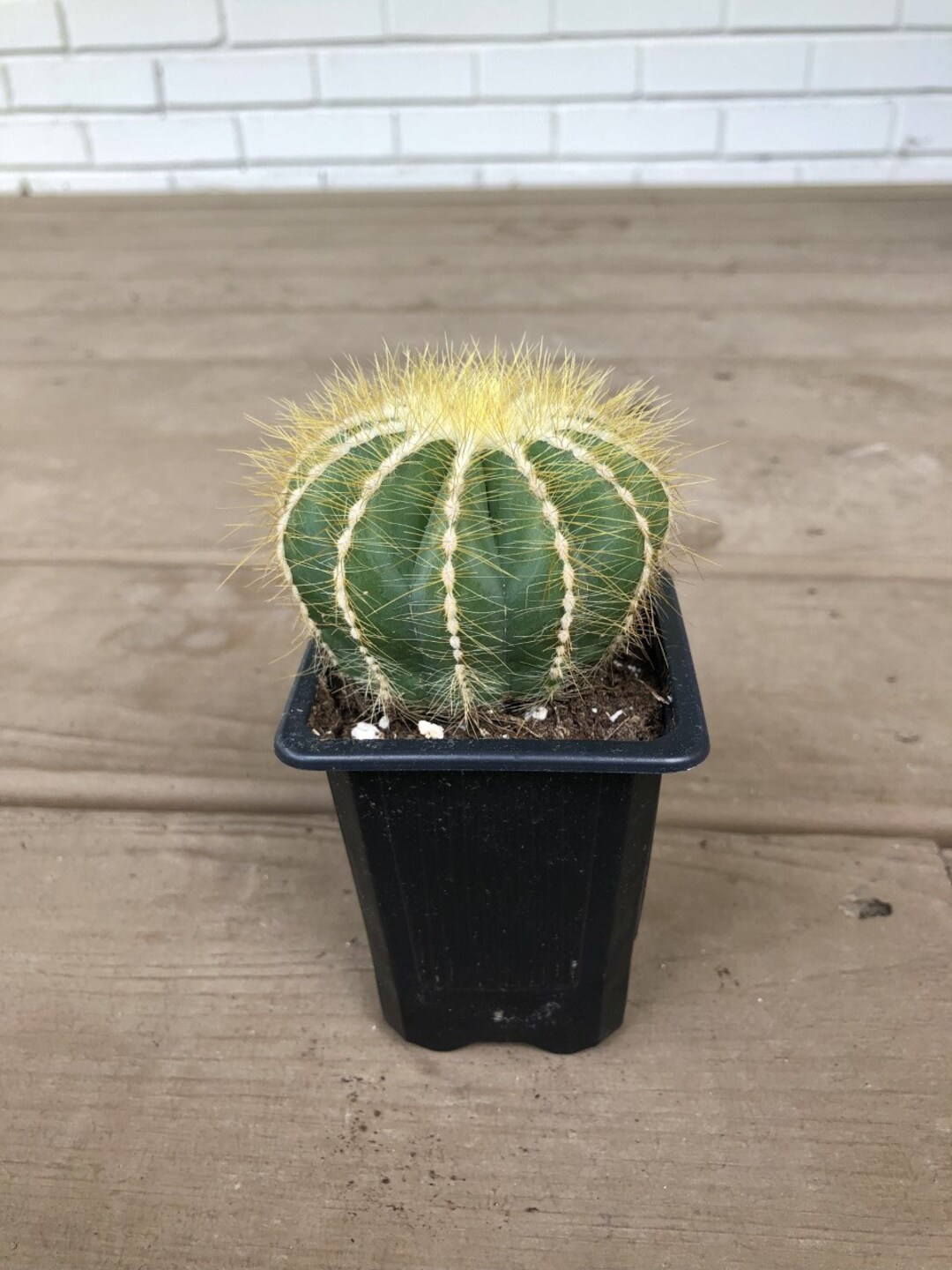 Notocactus Magnificus "balloon Cactus" - 2.5 Inch Potted Cacti ...