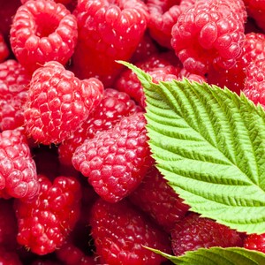1 Heritage Red Raspberry Plant - NON GMO - Buy 4 Get 1 FREE - Etsy