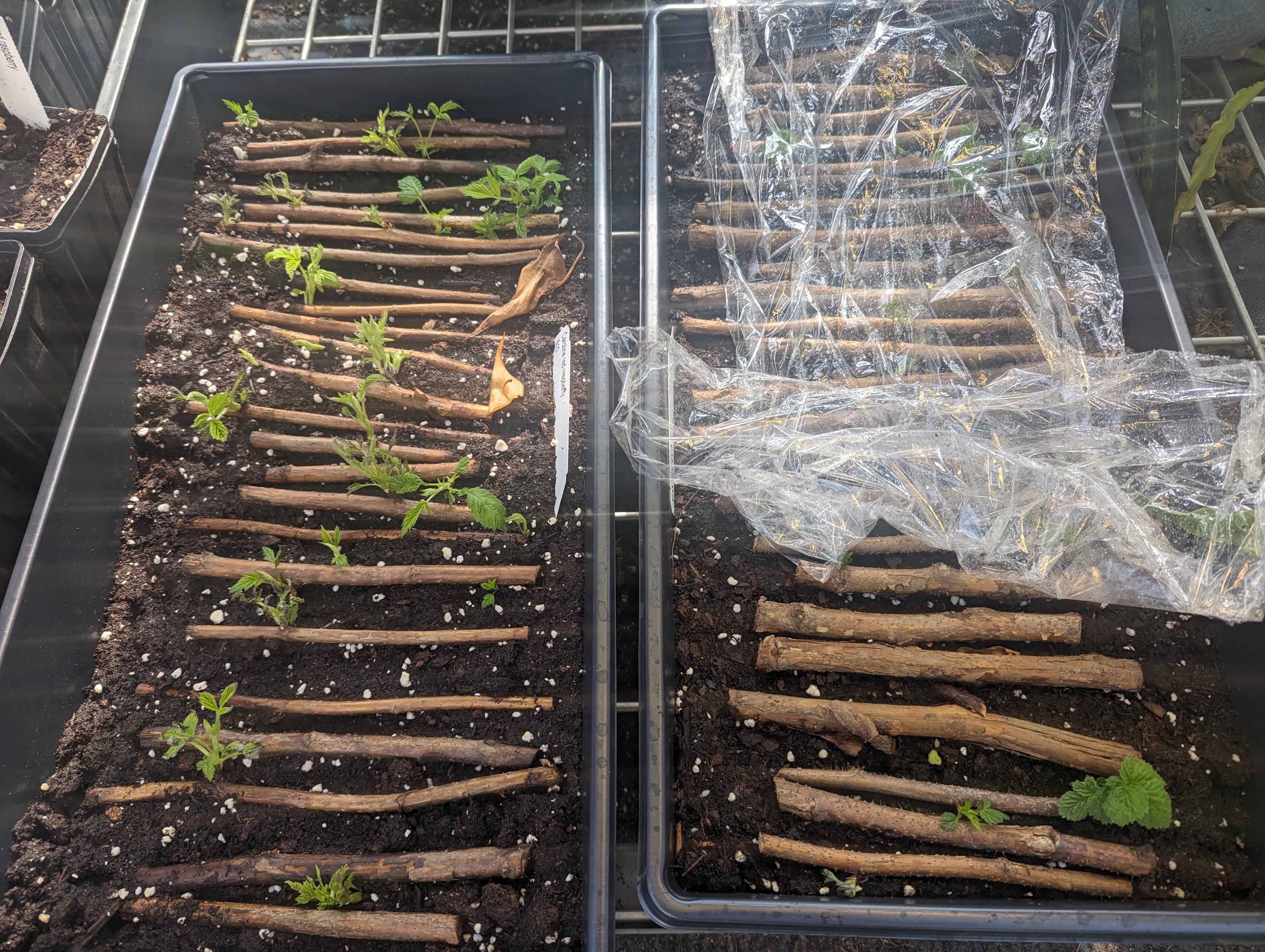 Prelude Raspberry Plants – Bare Root Cane, 1-year-old – Extra Early Red ...