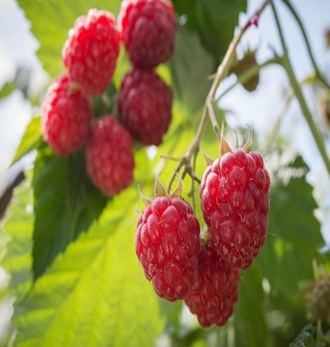 1 Gallon Potted Joan Red Raspberry Plant NON GMO Buy 3 Get 1 FREE - Etsy