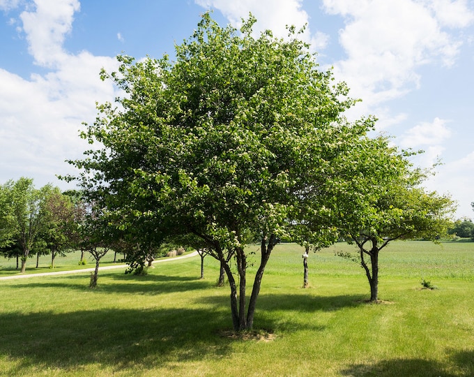 Washington Hawthorn Tree, Crataegus Phaenopyrum, Red Berries, White ...
