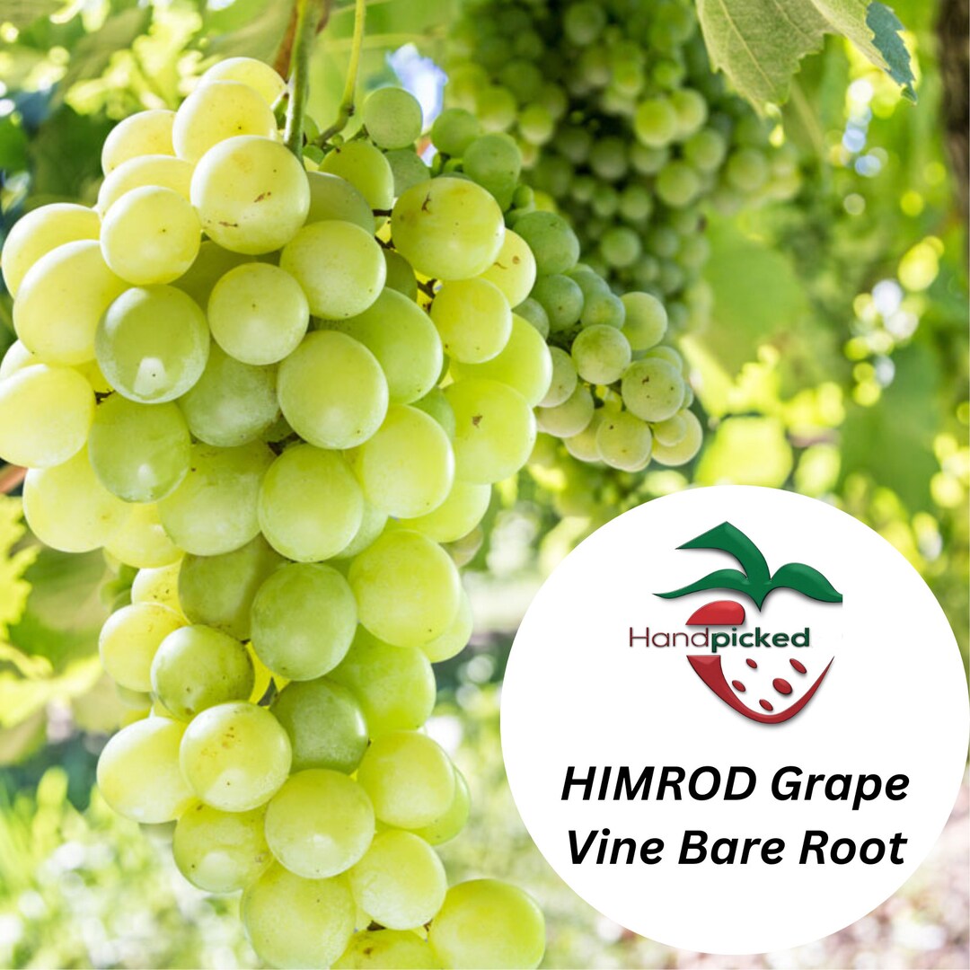 HIMROD Seedless Grape Vine 1 Bare Root Live Plant - Etsy