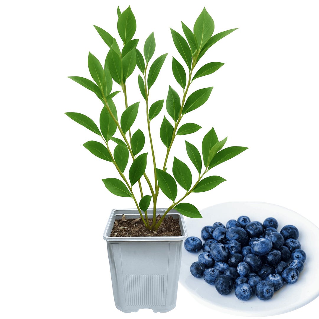 1 Reka Blueberry Bush – 1 Live Plant in 1 Quart Pot | 10–12” Tall ...
