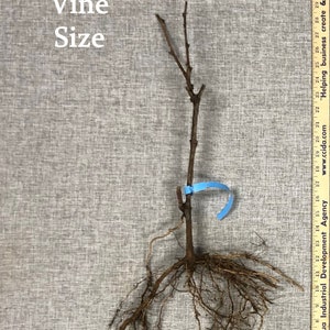 Bluebell Grape Vine – Bare Root Grape Plants – Early Concord-type Sweet ...