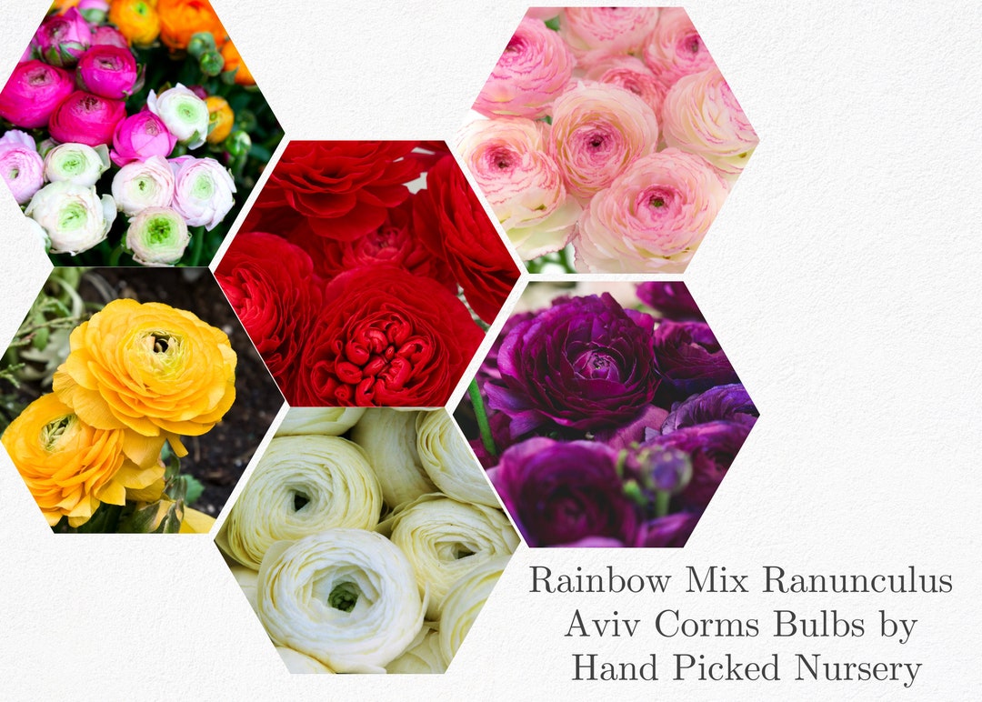 10 Ranunculus Mixed Shade Bulbs - Buy 4 Get 1 Free - Etsy