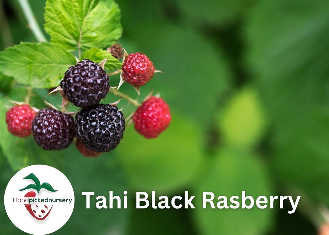 1 Tahi Black Raspberry Plant BUY 4 GET 1 Free-non Gmo-free Shipping - Etsy