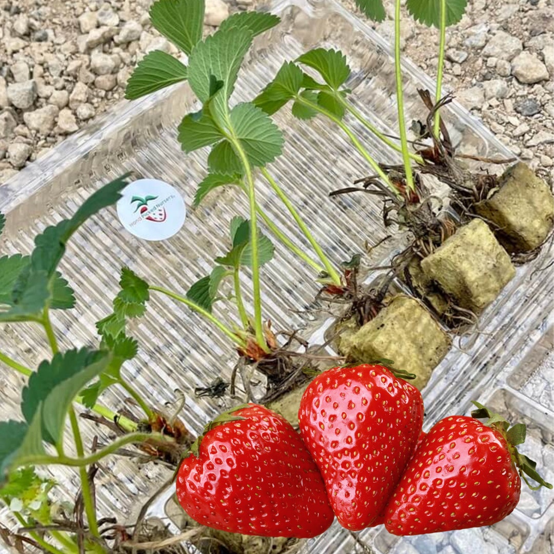 Hand Picked Nursery - Live Sparkle Strawberry Plugs - June Bearing ...