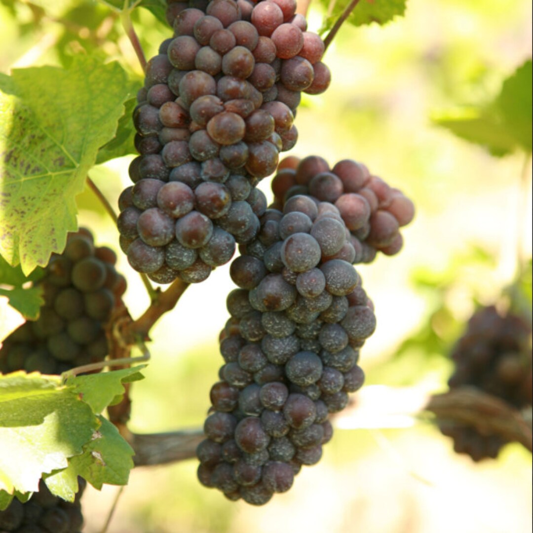 1 PINOT GRIS Grape Vine - 1 Bare Root Live Plant - Buy 4 Get 1 Free ...