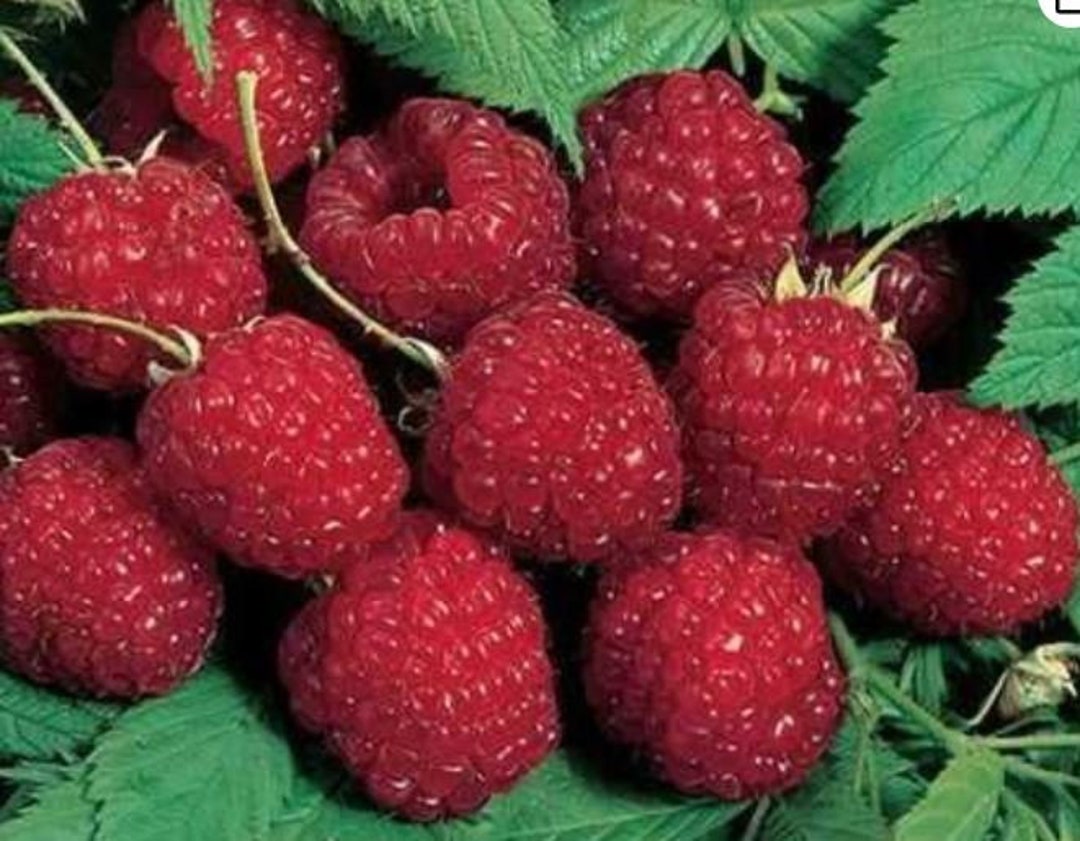 1 Gallon Potted Nova Red Raspberry Plant NON GMO Buy 3 Get 1 FREE - Etsy