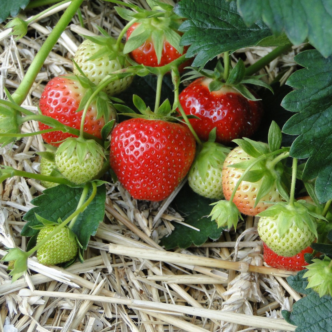5 Strawberry Plants, Mara Des Bois - Everbearing Strawberry Plants ...