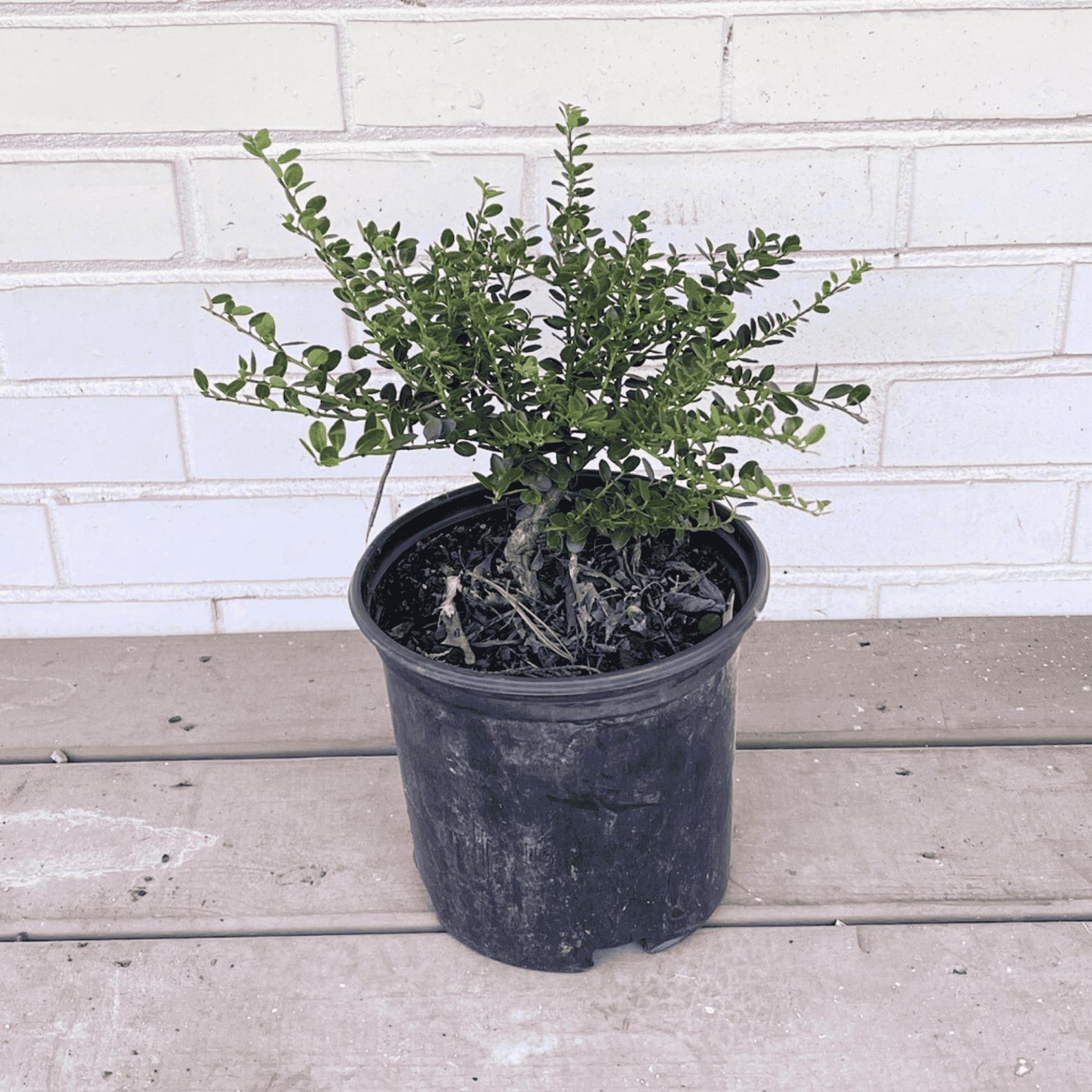 Helleri Japanese Holly - Ilex Crenata 'helleri' - 1 Gallon Potted Plant ...