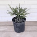 Helleri Japanese Holly - Ilex Crenata 'helleri' - 1 Gallon Potted Plant ...