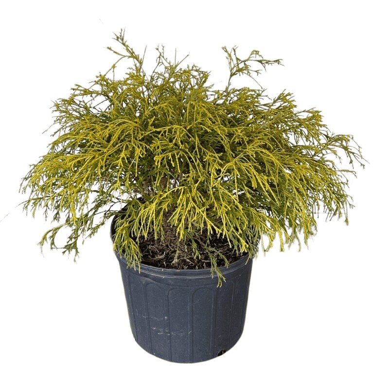 Gold Mop Cypress - Etsy