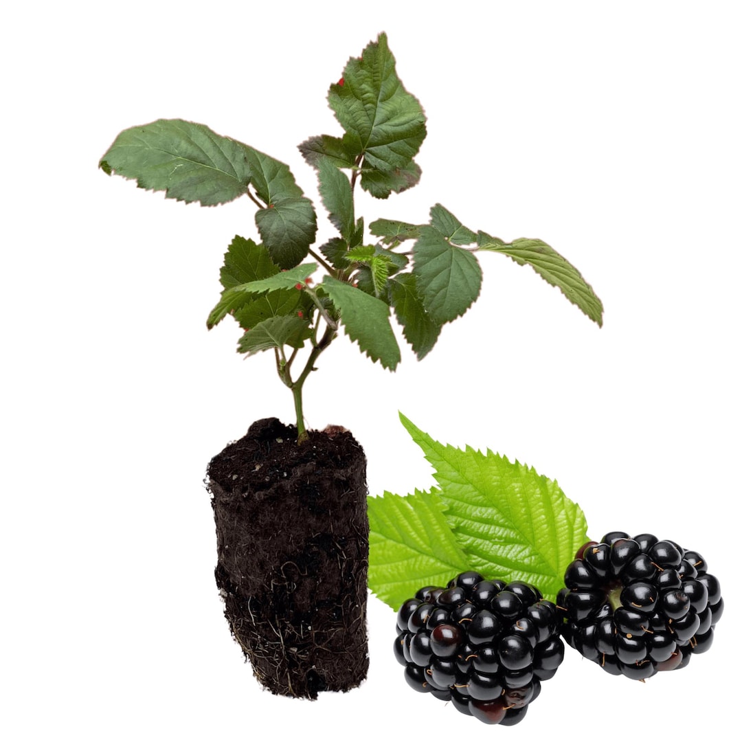 Caddo Blackberry Plants – Bare Root Thornless Plugs – Early Season ...