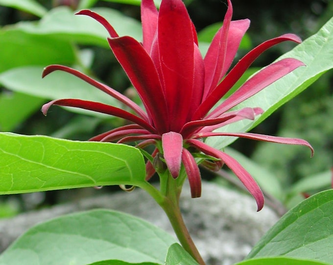 2 Carolina Allspice Plants(calycanthus Florida) 4" Containers - Etsy