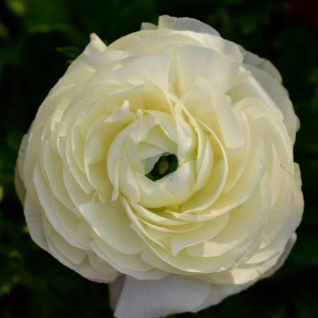 25 Ranunculus White Shade Bulbs - Buy 3 Get 1 Free - Etsy