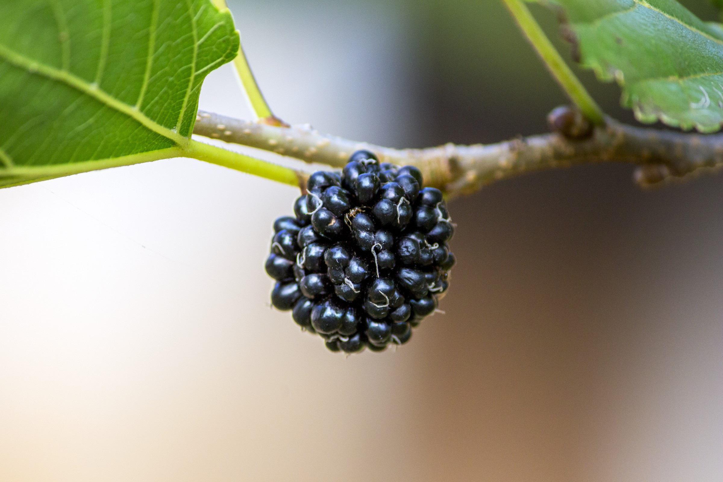 Ponca Blackberry Bare Root Plants – Thornless Early Season Variety ...