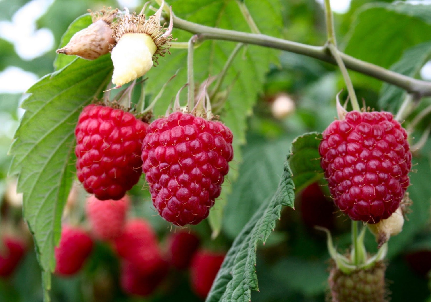 1 Heritage Red Raspberry Plant NON GMO Buy 4 Get 1 FREE - Etsy