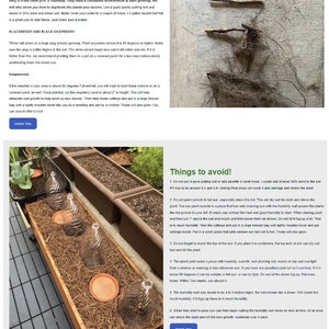 1 Gallon Potted Anne Golden Raspberry Plant NON GMO Buy 3 Get 1 FREE - Etsy