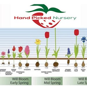 Ranunculus Aviv Rose Buy 4 Get 1 Free - Etsy