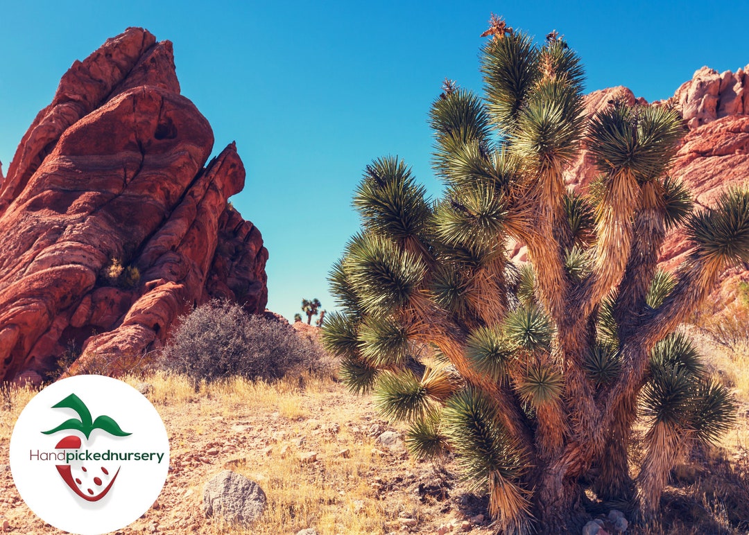 5 Joshua Tree Seeds- (yucca Brevifolia) - Etsy