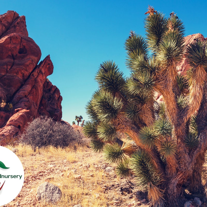 Joshua Tree Plant - Etsy
