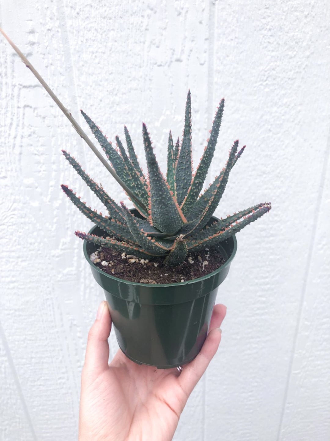 Aloe ‘purple Haze’ Succulent - 4 Inch Potted Aloe Hybrid - Etsy