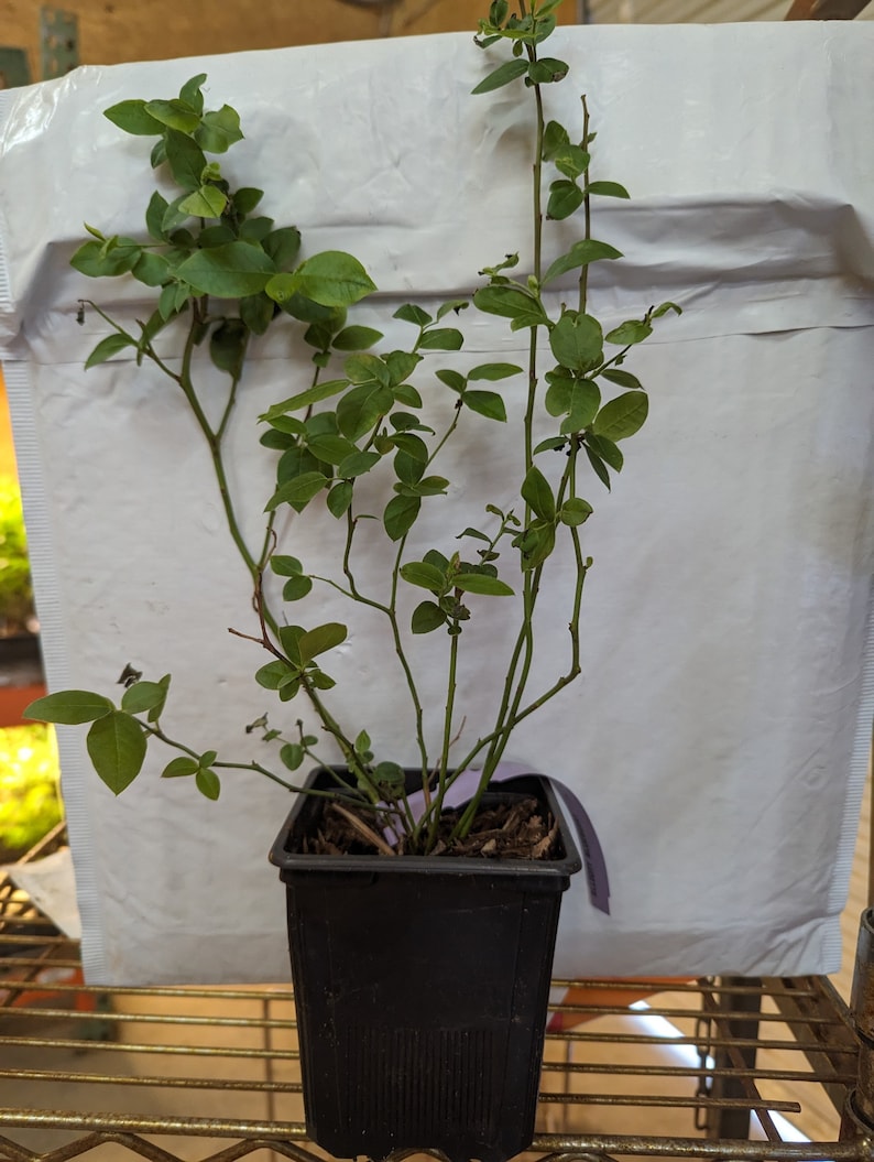 2 North Blue Half-high Bush Blueberry, 1 Quart SIZED PLANT Ship Bare ...
