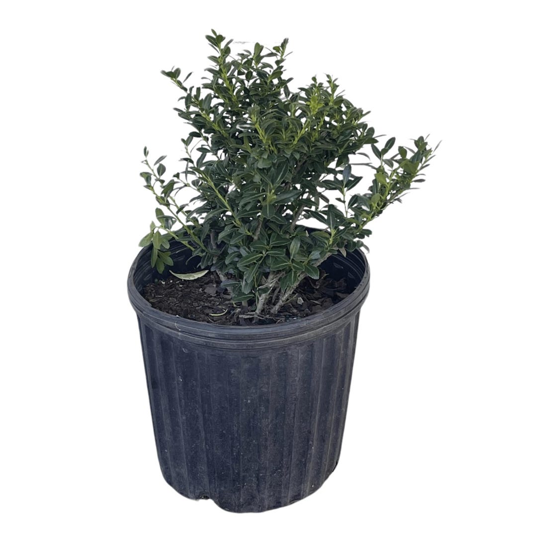 Soft Touch Japanese Holly Tree - Ilex Crenata 'soft Touch' - 1 Gallon ...
